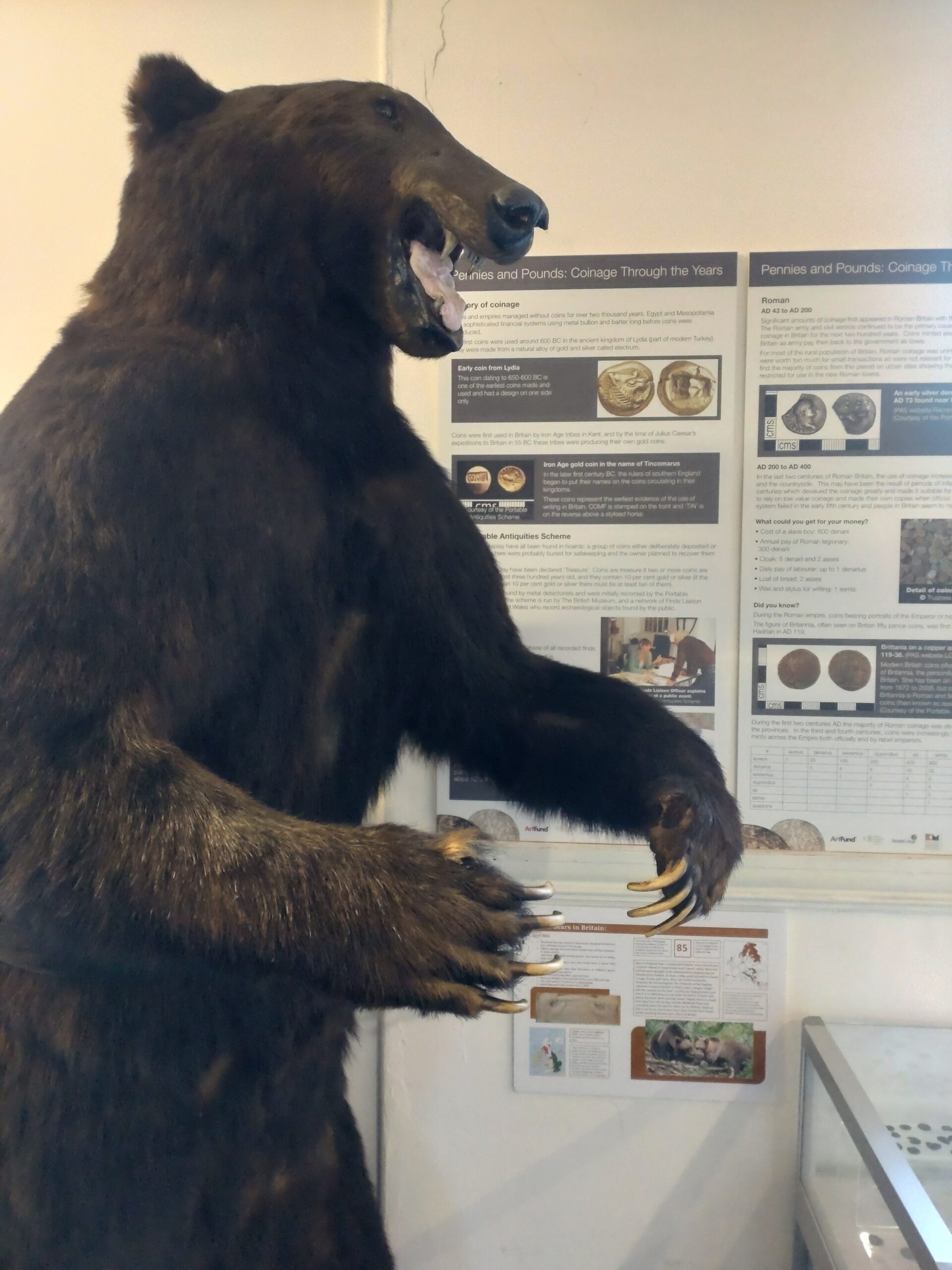 Object of the Month: Brown Bear | Kendal Museum